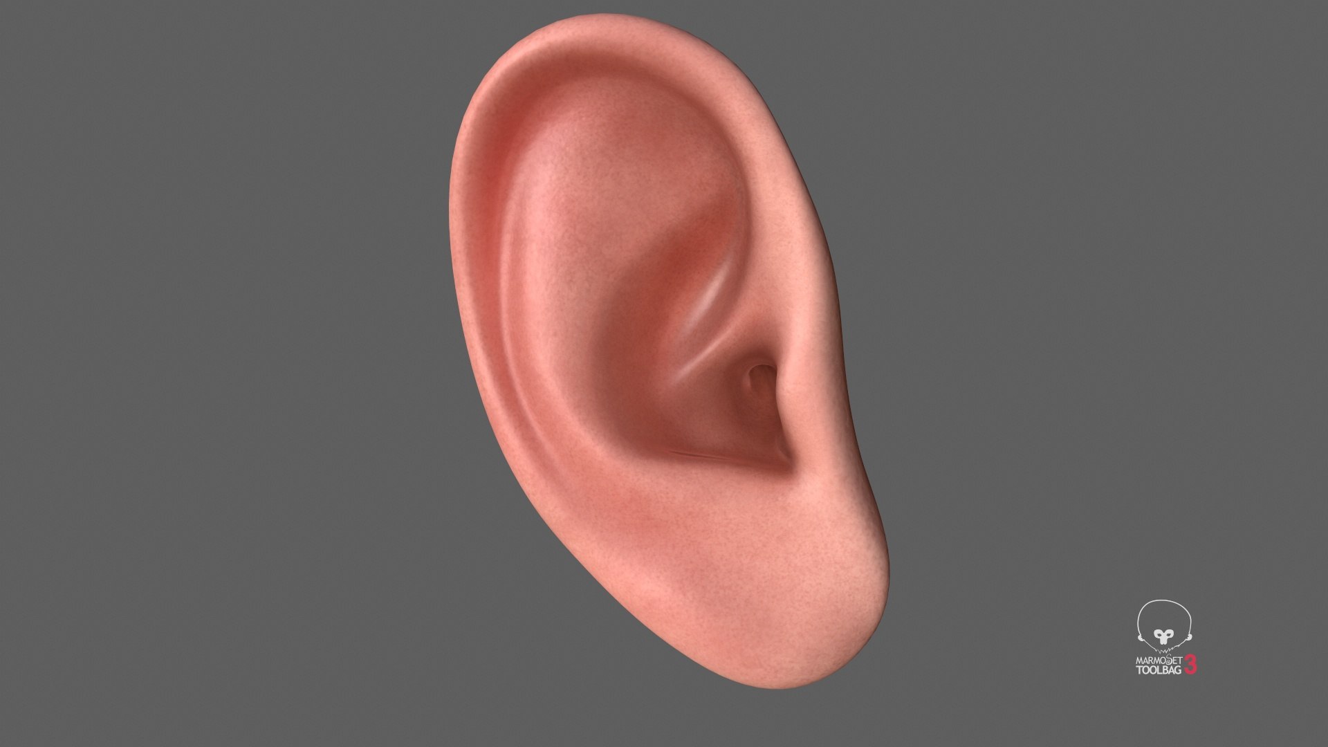 Human Right Ear Realistic V02 3D Model - TurboSquid 2383858