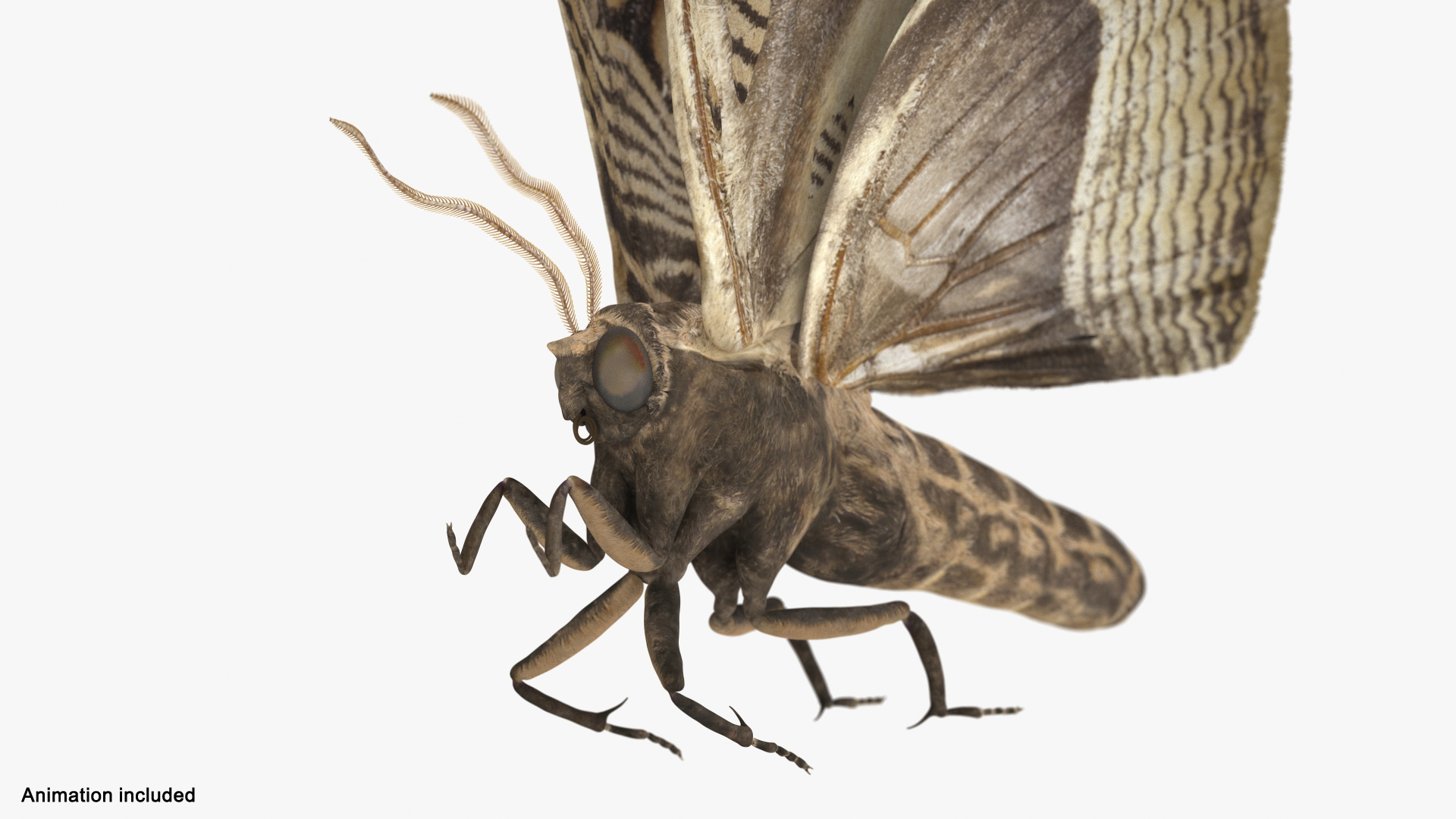 Animated Owl Moth Flight Rigged For Maya 3D Model - TurboSquid 1807878