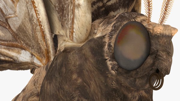 Animated Owl Moth Flight Rigged for Maya 3D model - TurboSquid 1807878
