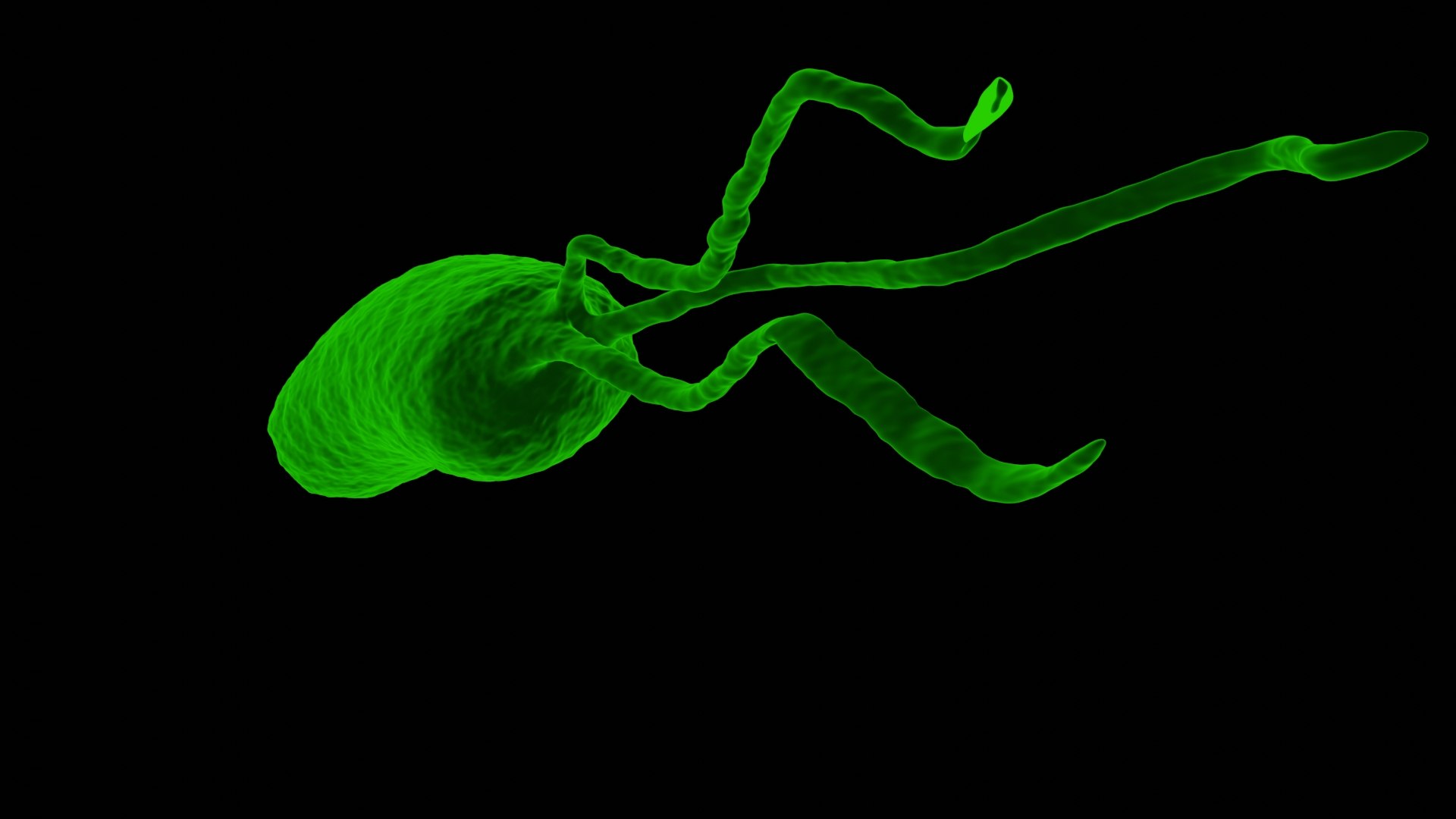 3D Model Helicobacter Pylori Or H. Pylori - TurboSquid 1726045