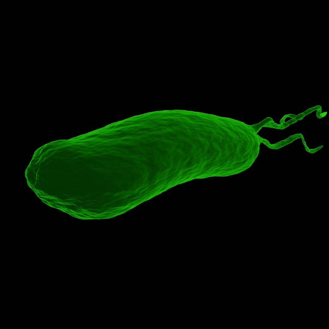 3D Model Helicobacter Pylori Or H. Pylori - TurboSquid 1726045