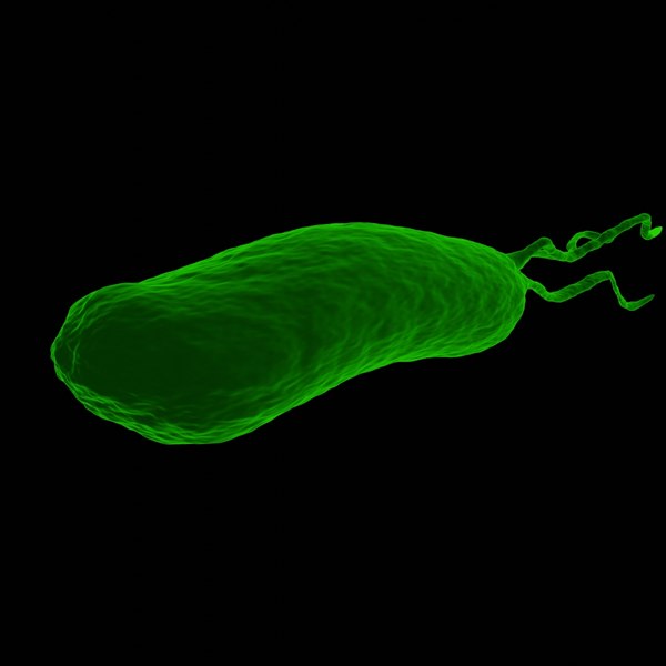 modelo 3d Helicobacter pylori o H. pylori - TurboSquid 1726045