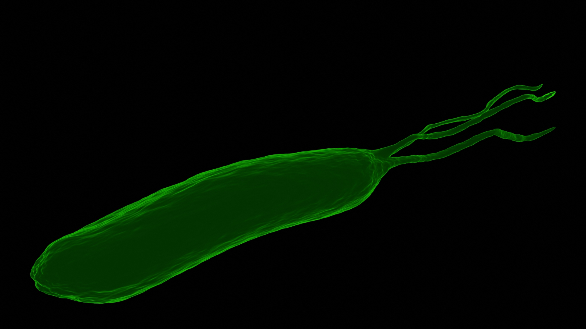 3D model Helicobacter pylori or H. pylori - TurboSquid 1726045