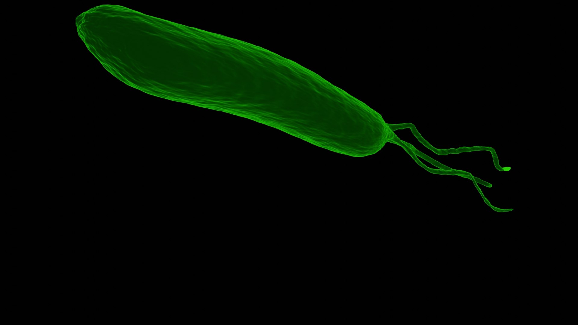 3D Model Helicobacter Pylori Or H. Pylori - TurboSquid 1726045