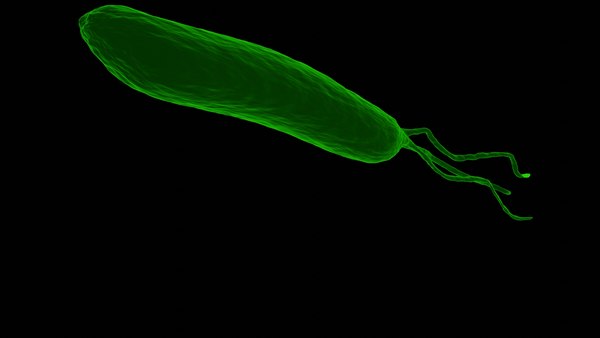 3D model Helicobacter pylori or H. pylori - TurboSquid 1726045