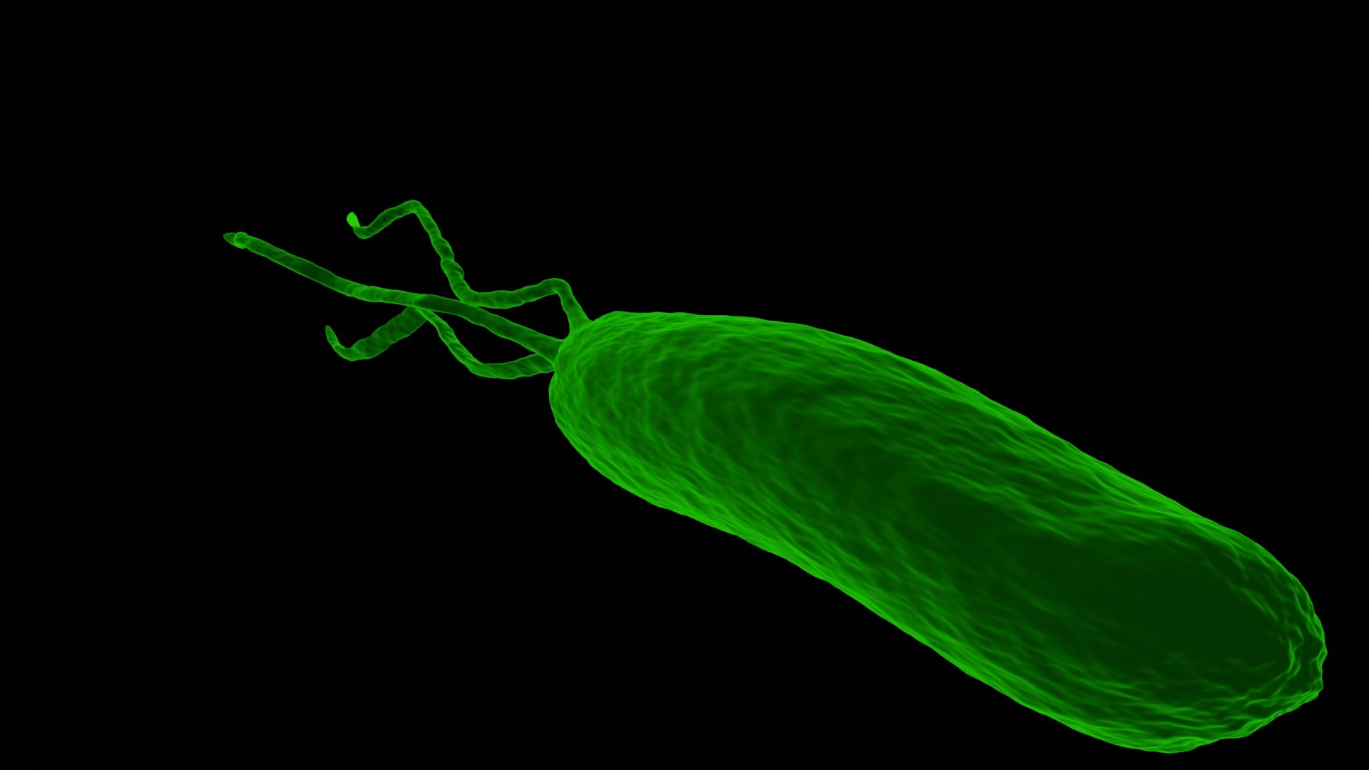 3D Model Helicobacter Pylori Or H. Pylori - TurboSquid 1726045