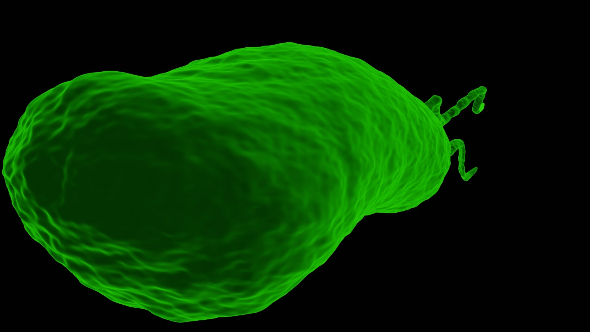 3D Model Helicobacter Pylori Or H. Pylori - TurboSquid 1726045