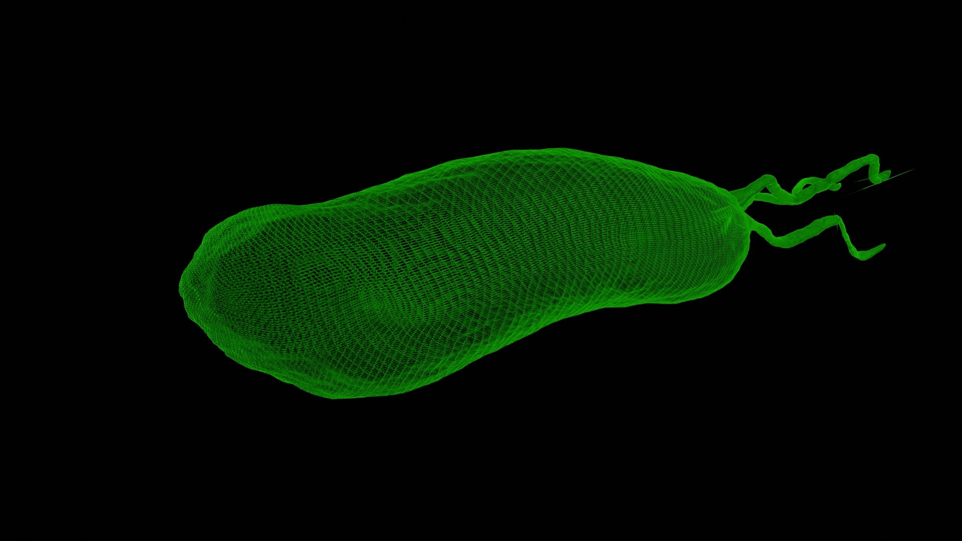3D Model Helicobacter Pylori Or H. Pylori - TurboSquid 1726045