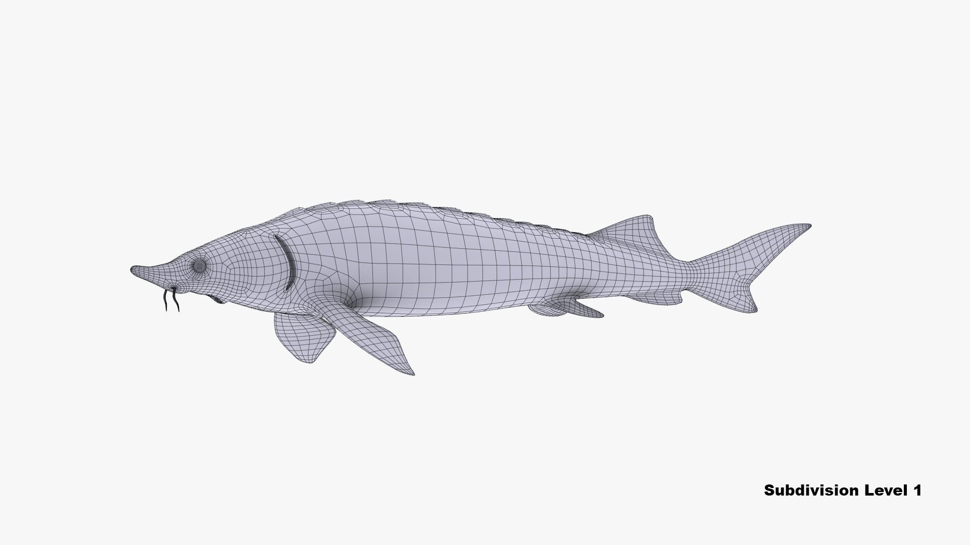 Max Sterlet Sturgeon