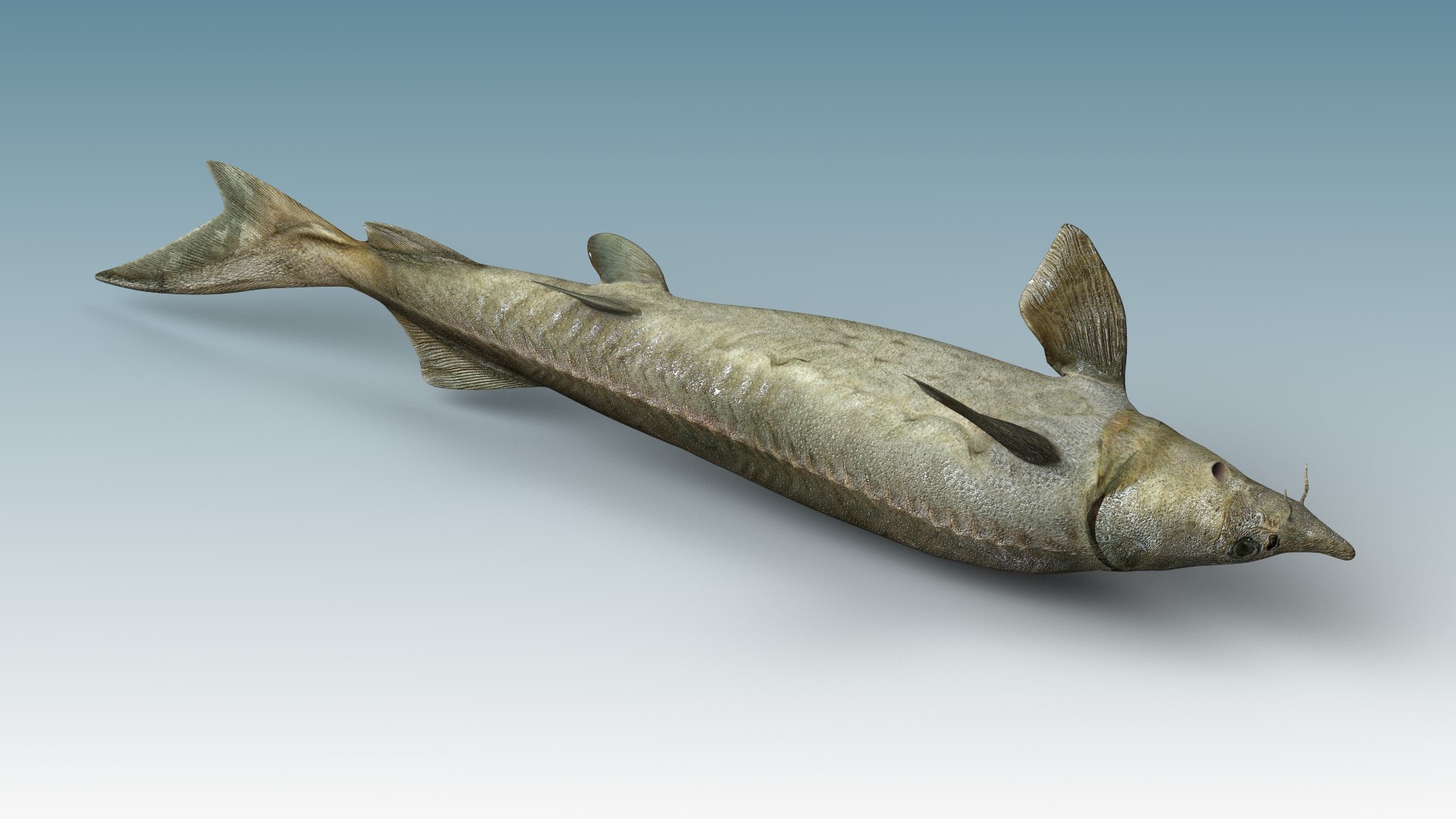 Max Sterlet Sturgeon