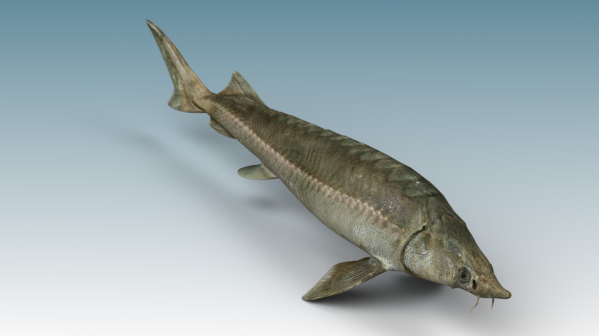 Max Sterlet Sturgeon