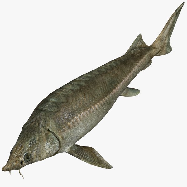 max sterlet sturgeon