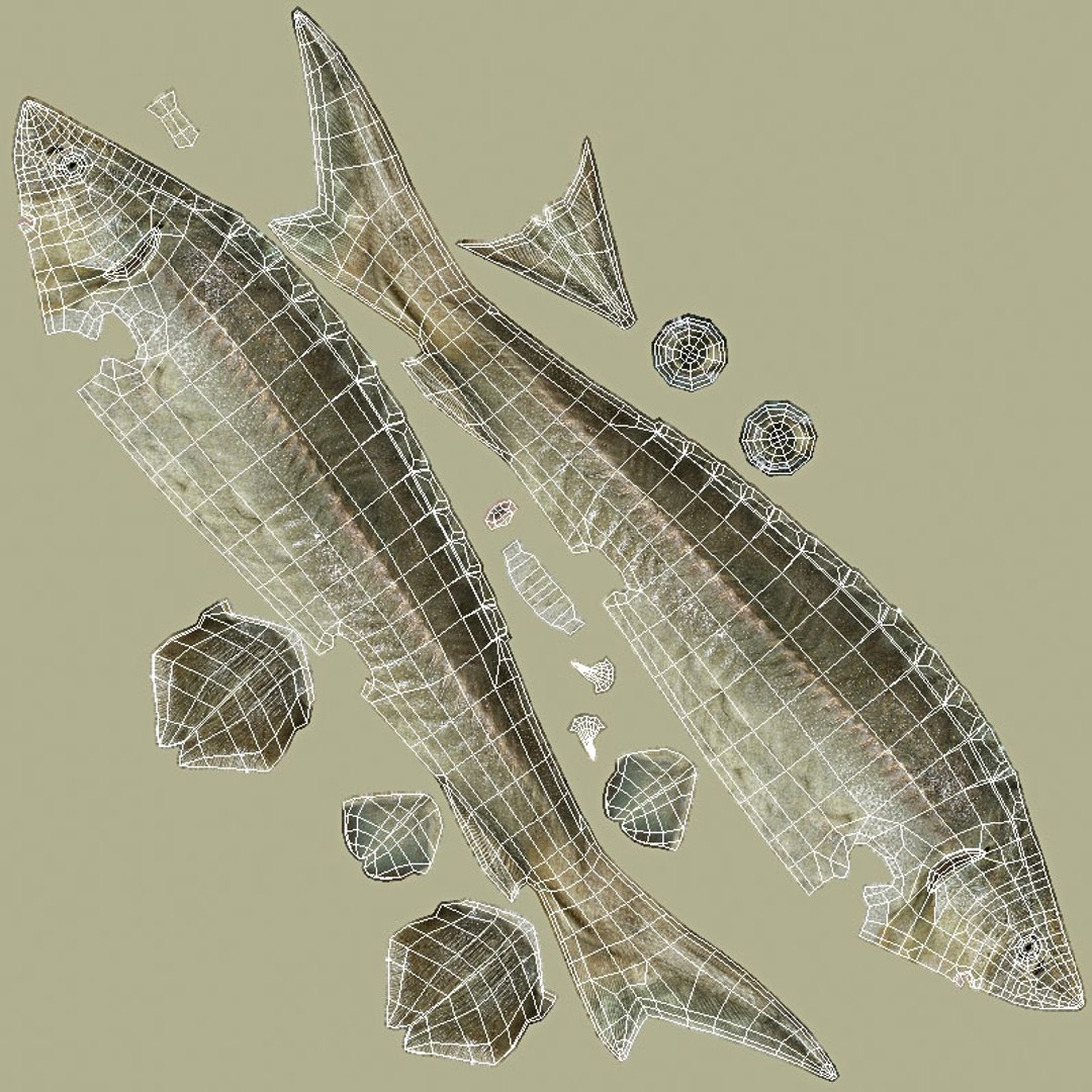 Max Sterlet Sturgeon