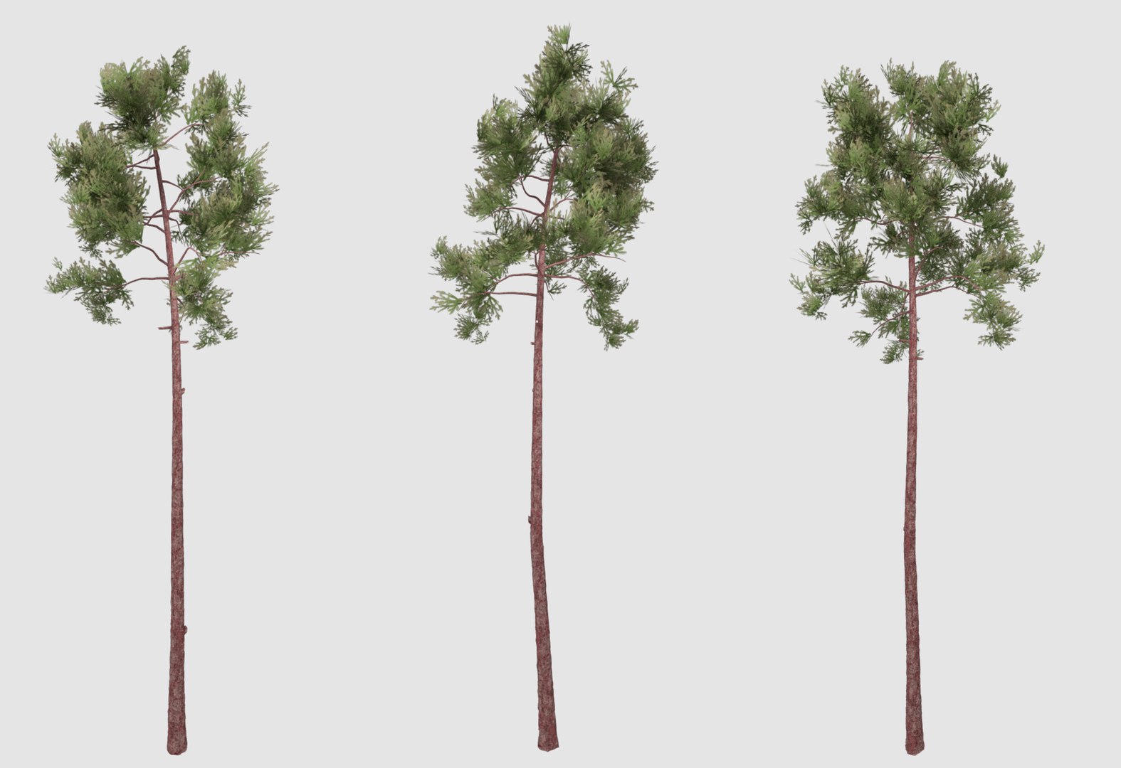 3D Pine Tree Model - TurboSquid 1287652
