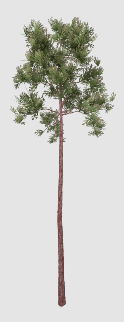 3D Pine Tree Model - TurboSquid 1287652