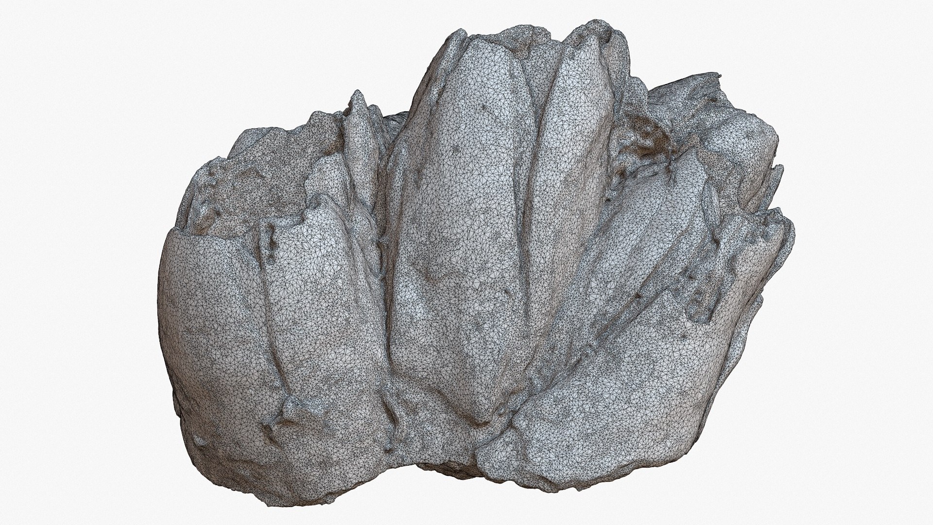 Purple Barnacle 2 Sea Shell 3D Model - TurboSquid 1196685