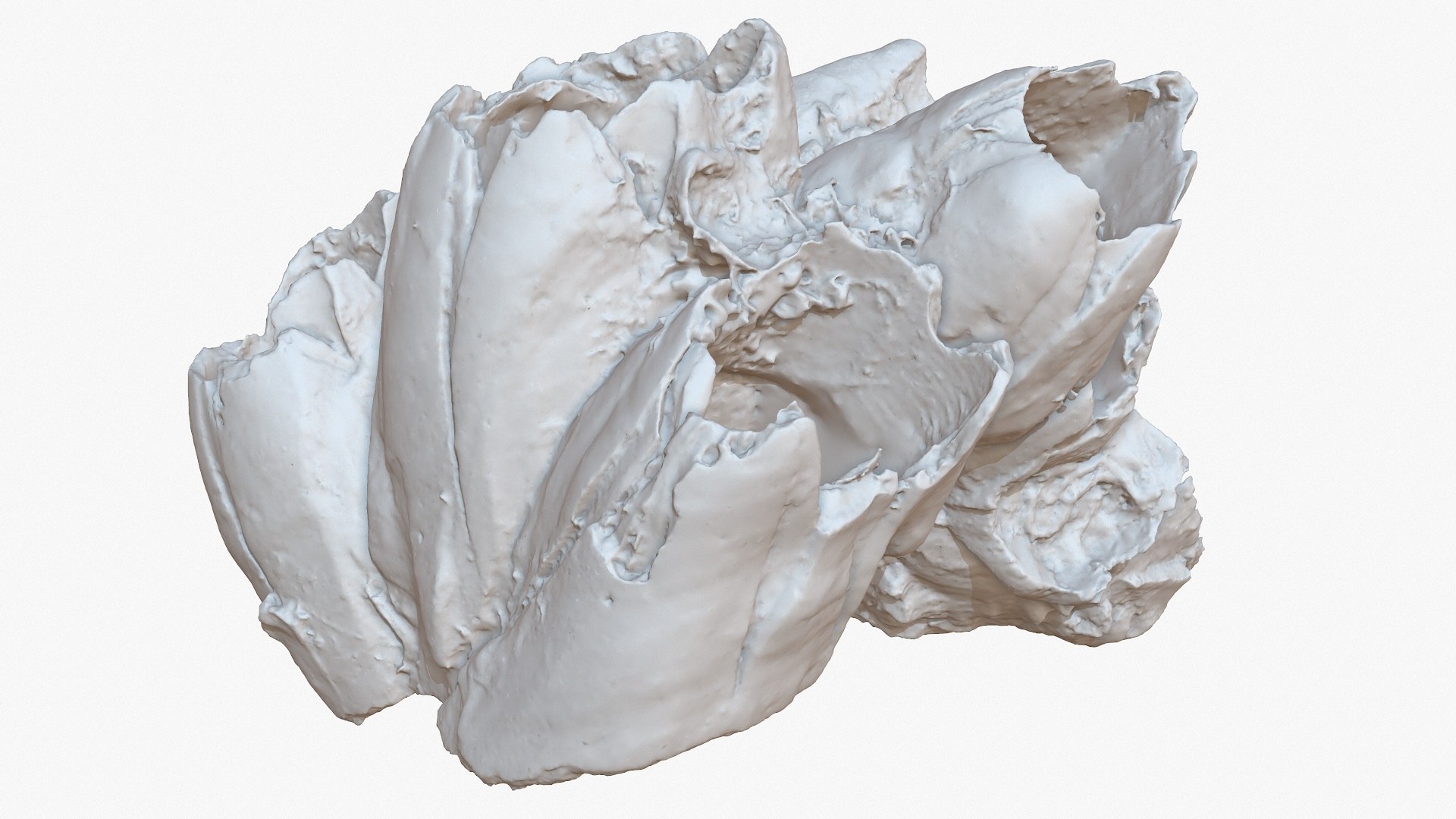 Purple Barnacle 2 Sea Shell 3D Model - TurboSquid 1196685