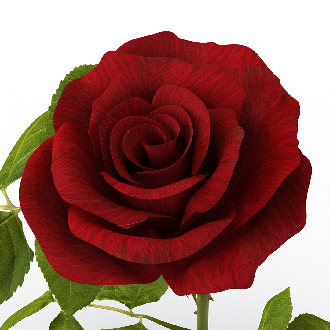 3d model rose 3