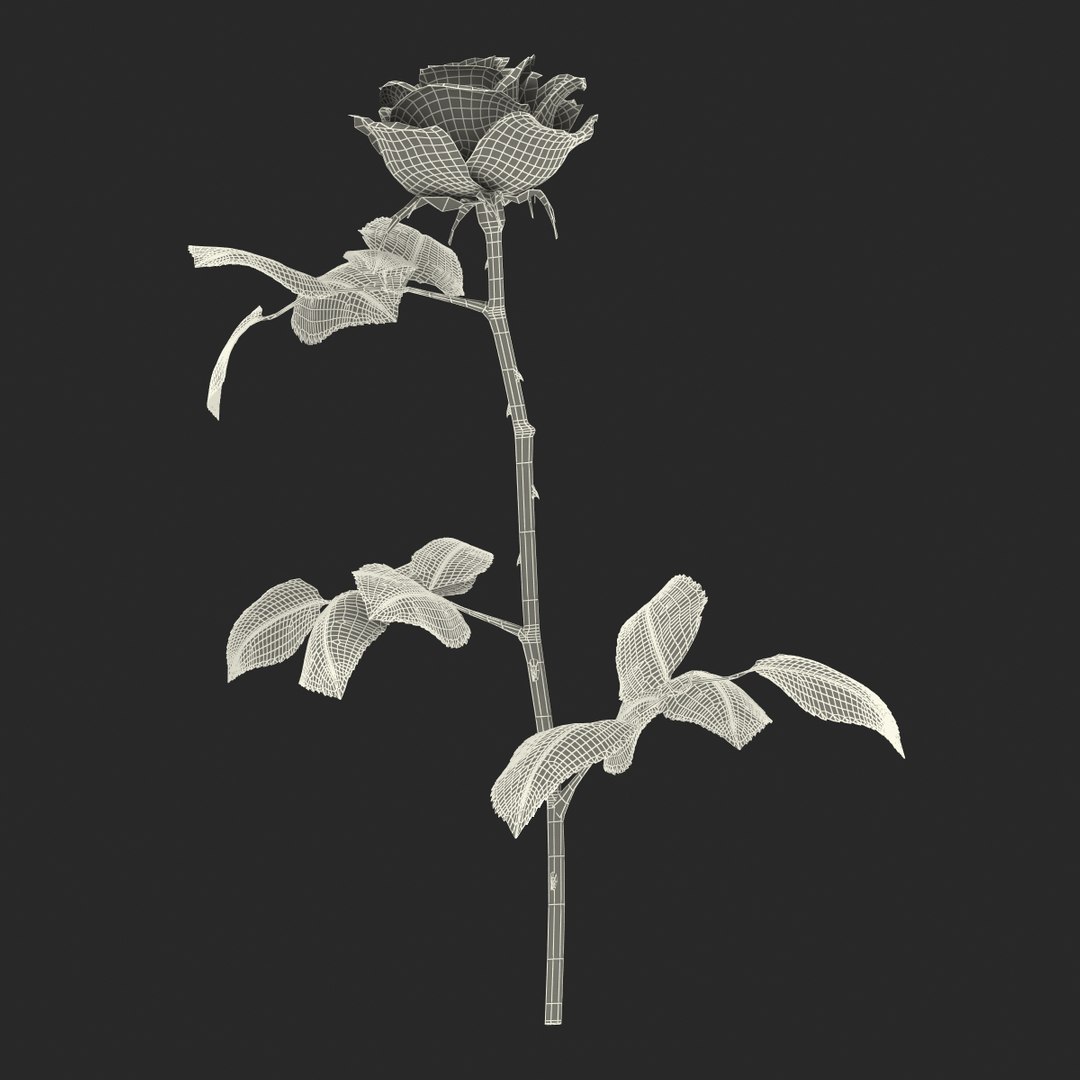 3d Model Rose 3