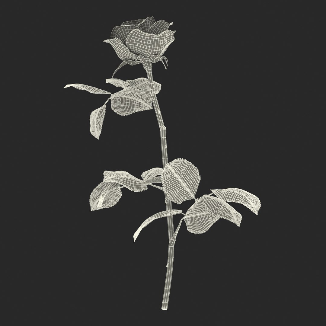 3d Model Rose 3