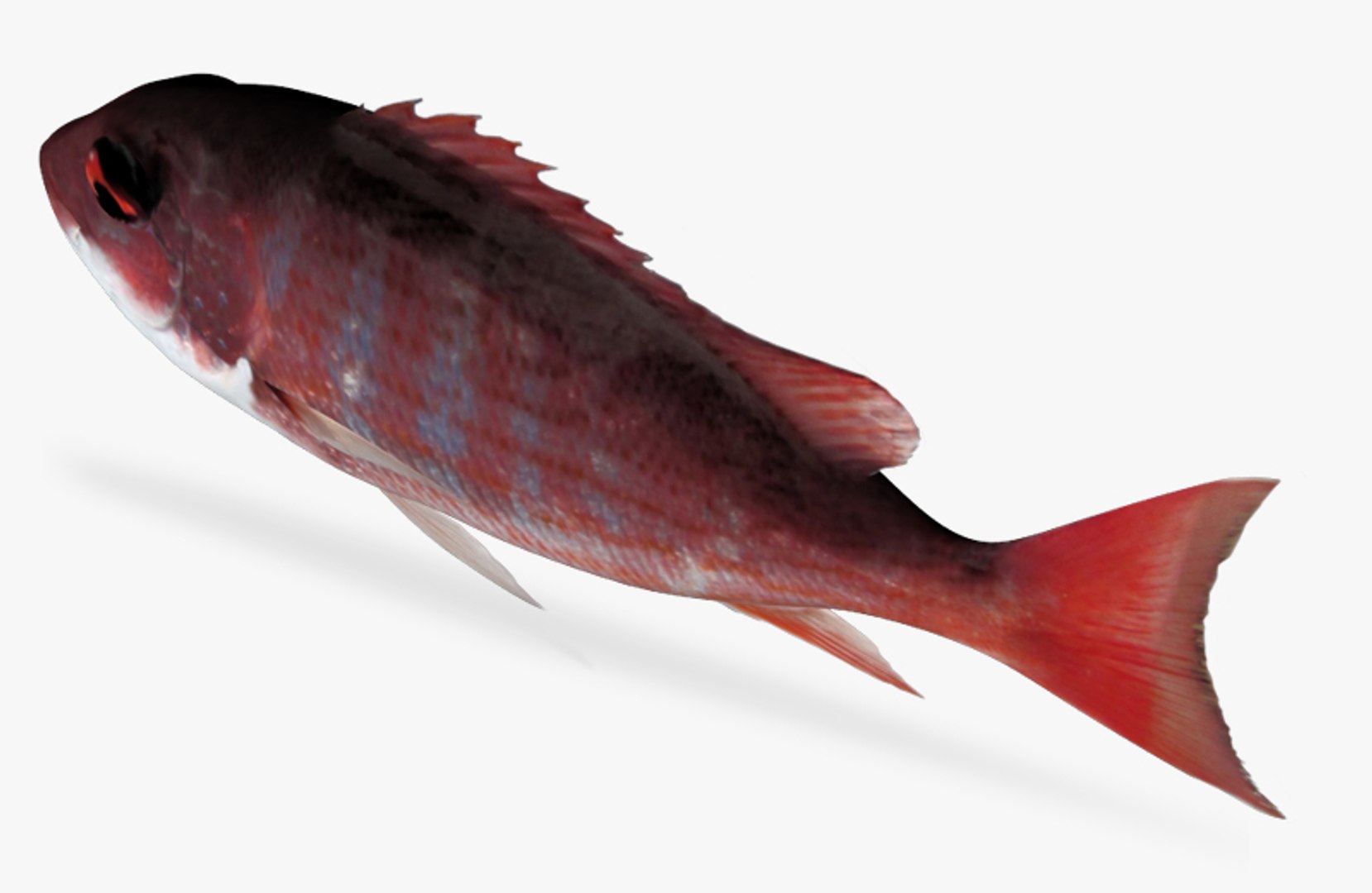 3d fbx pacific red snapper