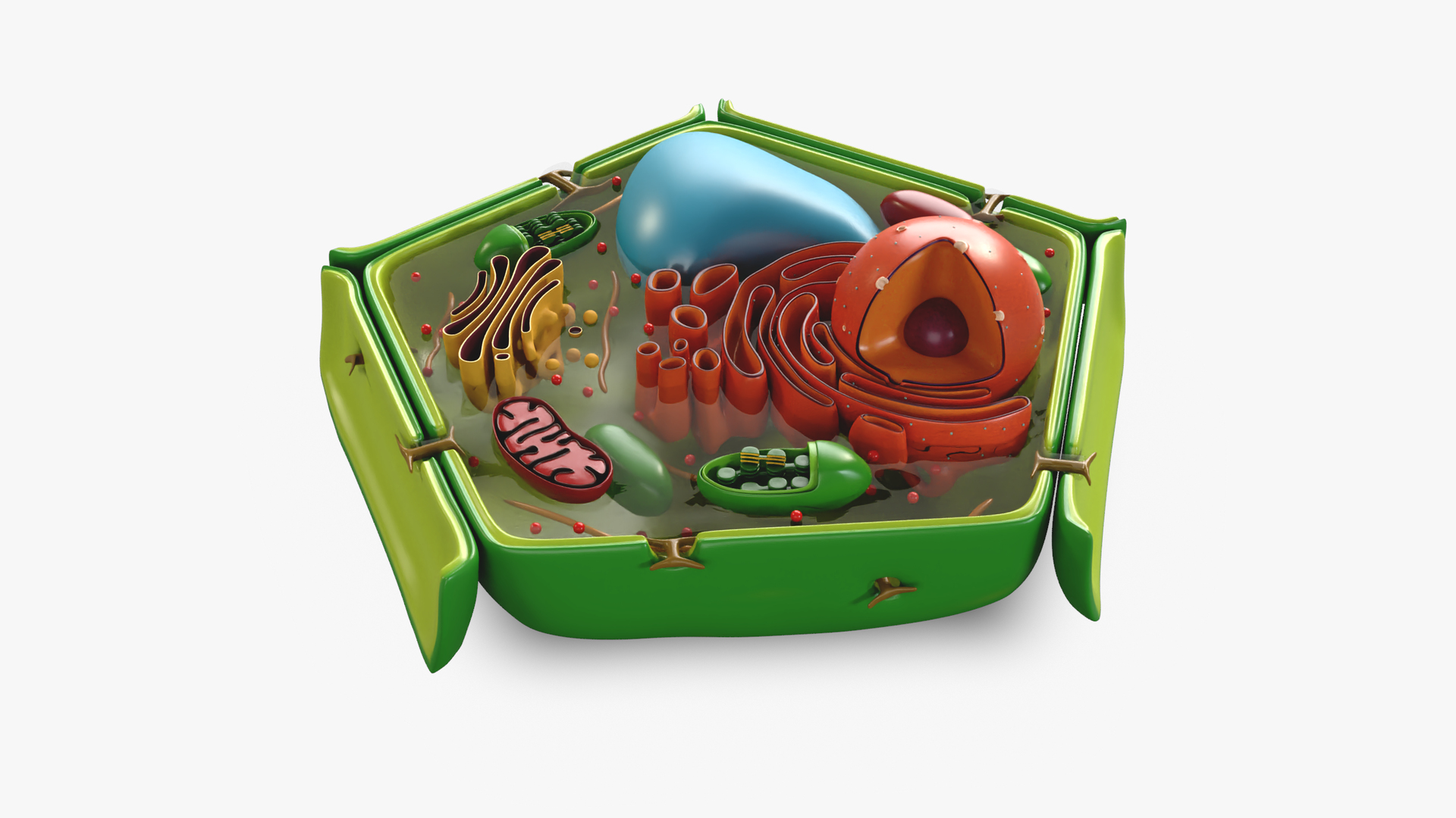 3D Plant Cell - TurboSquid 2248996