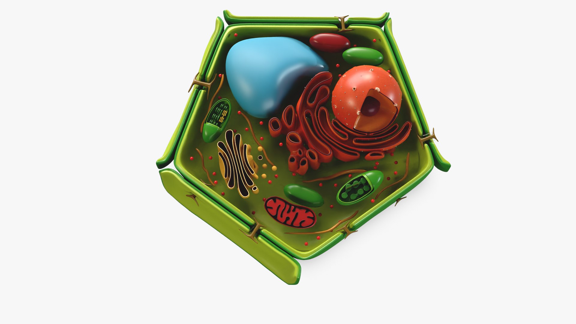 3D Plant Cell - TurboSquid 2248996