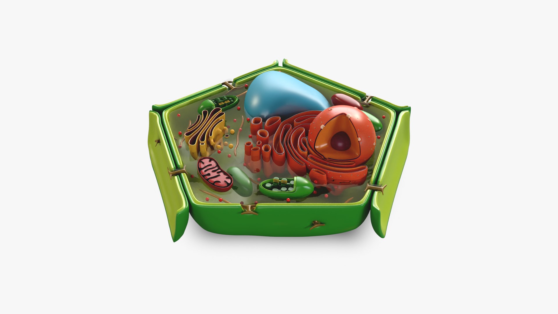 3D Plant Cell - TurboSquid 2248996