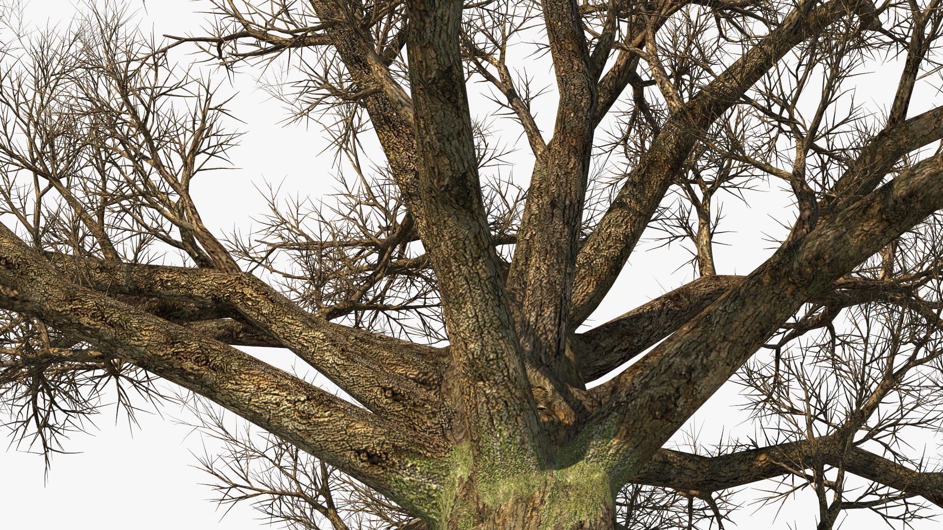 3D Model Realistic Bare Oak Tree - TurboSquid 2201996