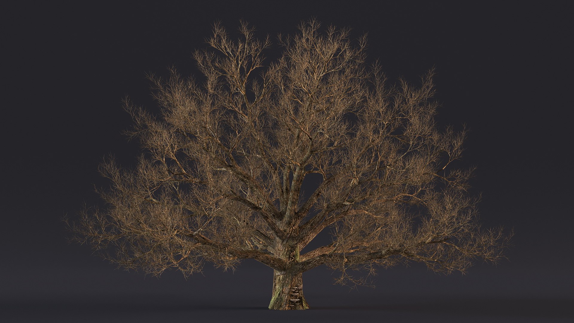 3D Model Realistic Bare Oak Tree - TurboSquid 2201996