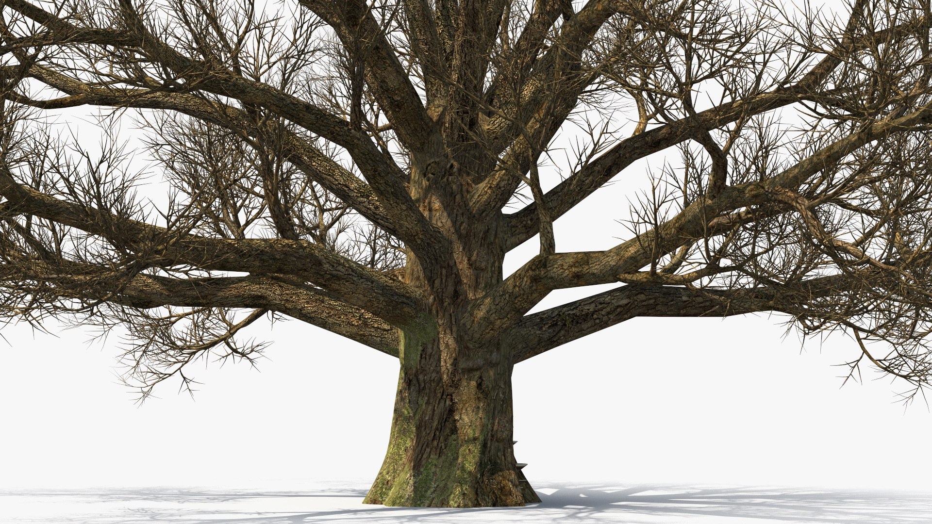 3D Model Realistic Bare Oak Tree - TurboSquid 2201996