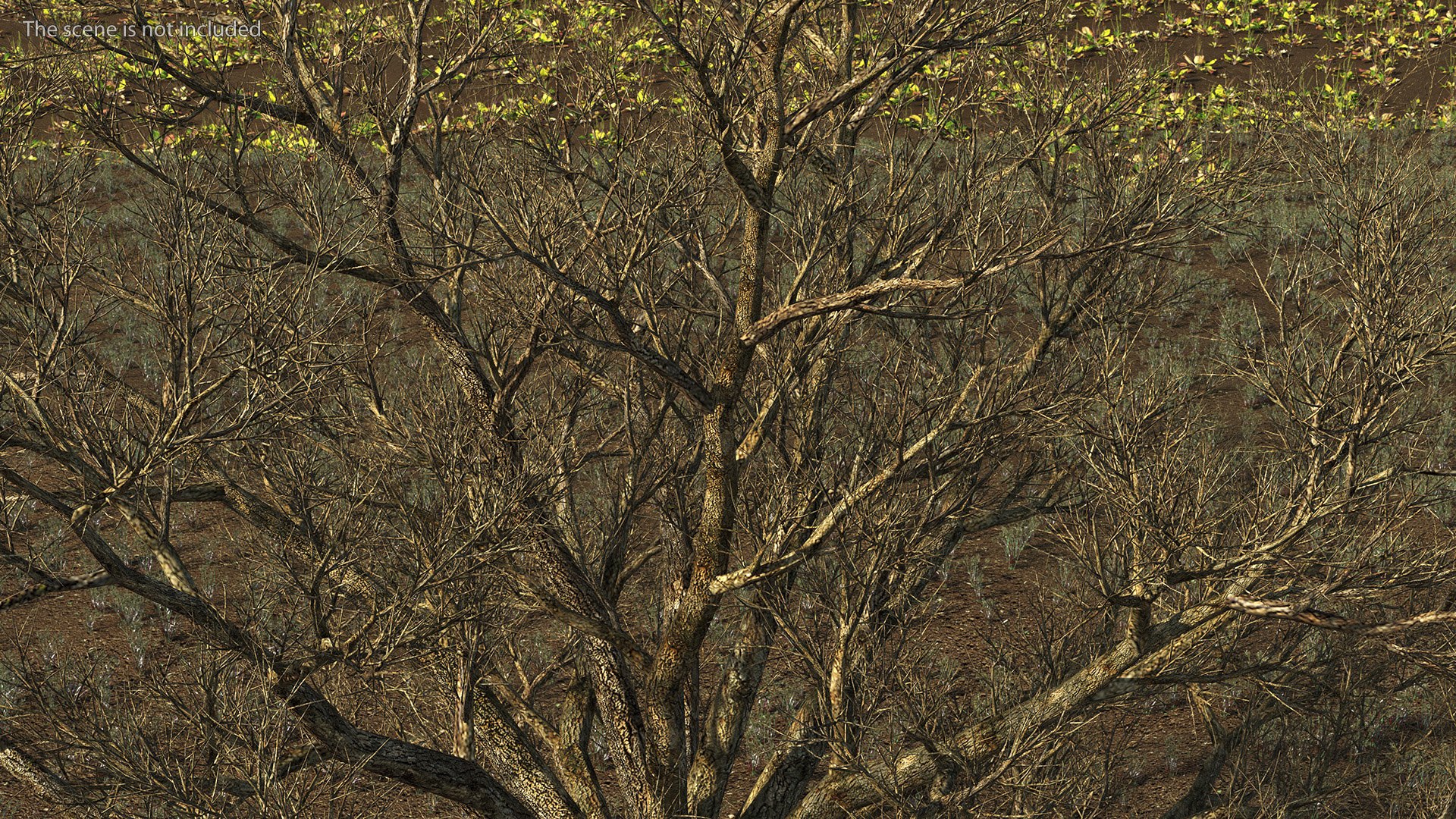 3D Model Realistic Bare Oak Tree - TurboSquid 2201996