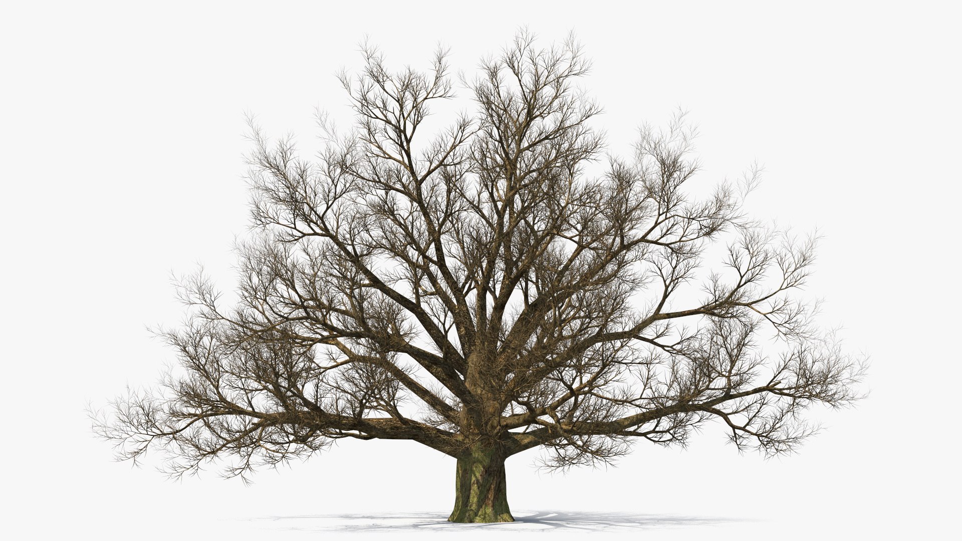 3D Model Realistic Bare Oak Tree - TurboSquid 2201996