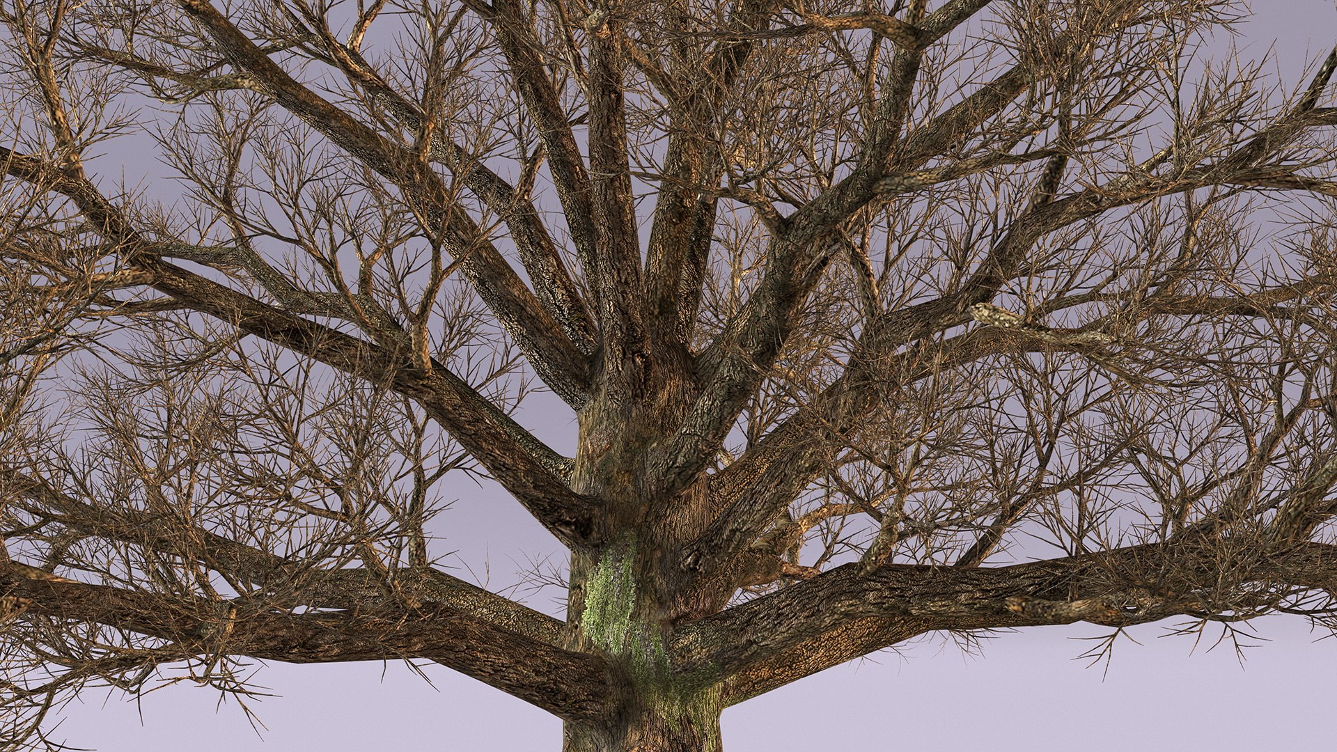3D Model Realistic Bare Oak Tree - TurboSquid 2201996