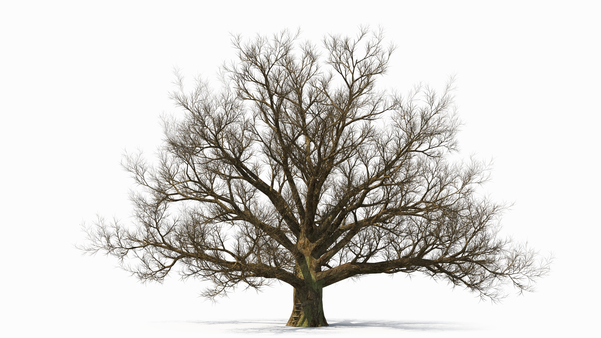 3D Model Realistic Bare Oak Tree - TurboSquid 2201996