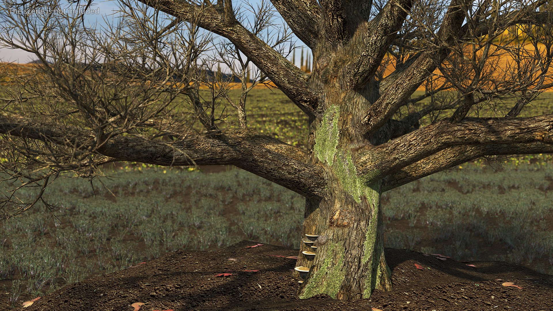 3D Model Realistic Bare Oak Tree - TurboSquid 2201996
