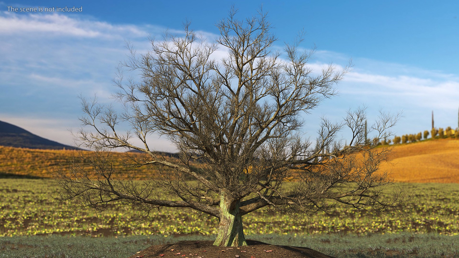 3D Model Realistic Bare Oak Tree - TurboSquid 2201996