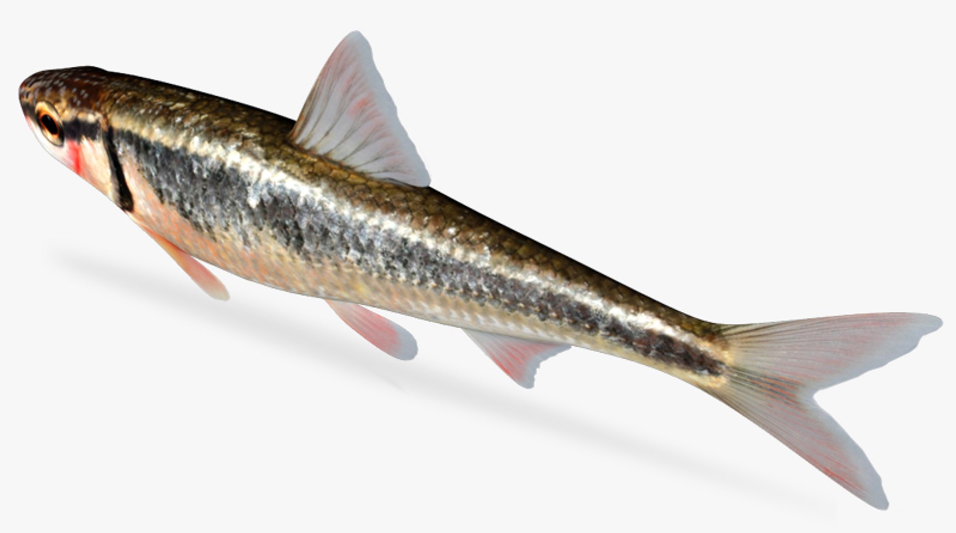 Luxilus Zonatus Bleeding Shiner 3d Model