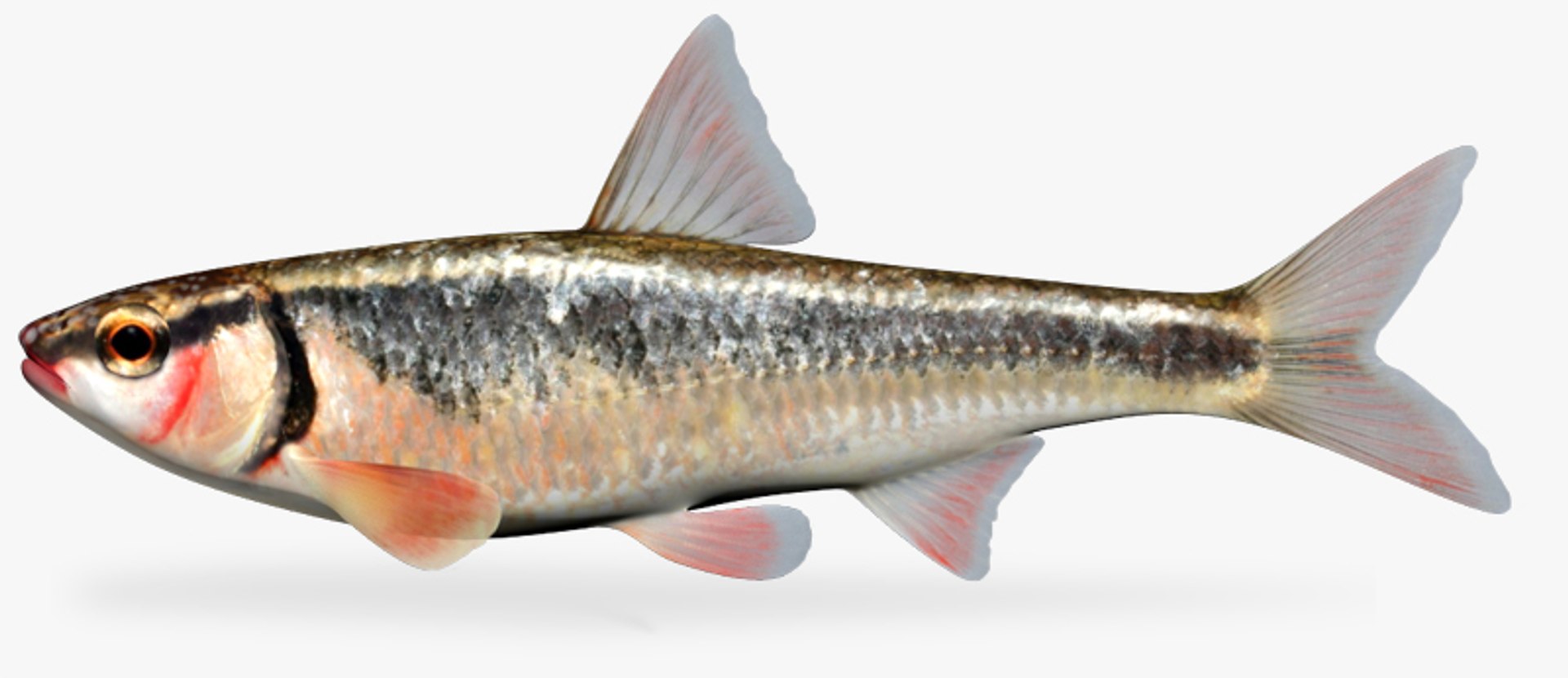 Luxilus Zonatus Bleeding Shiner 3d Model