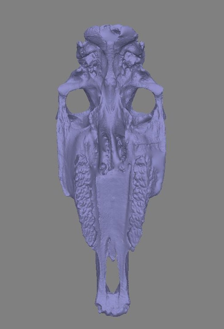 Cow skull scan data 3D model - TurboSquid 1214790