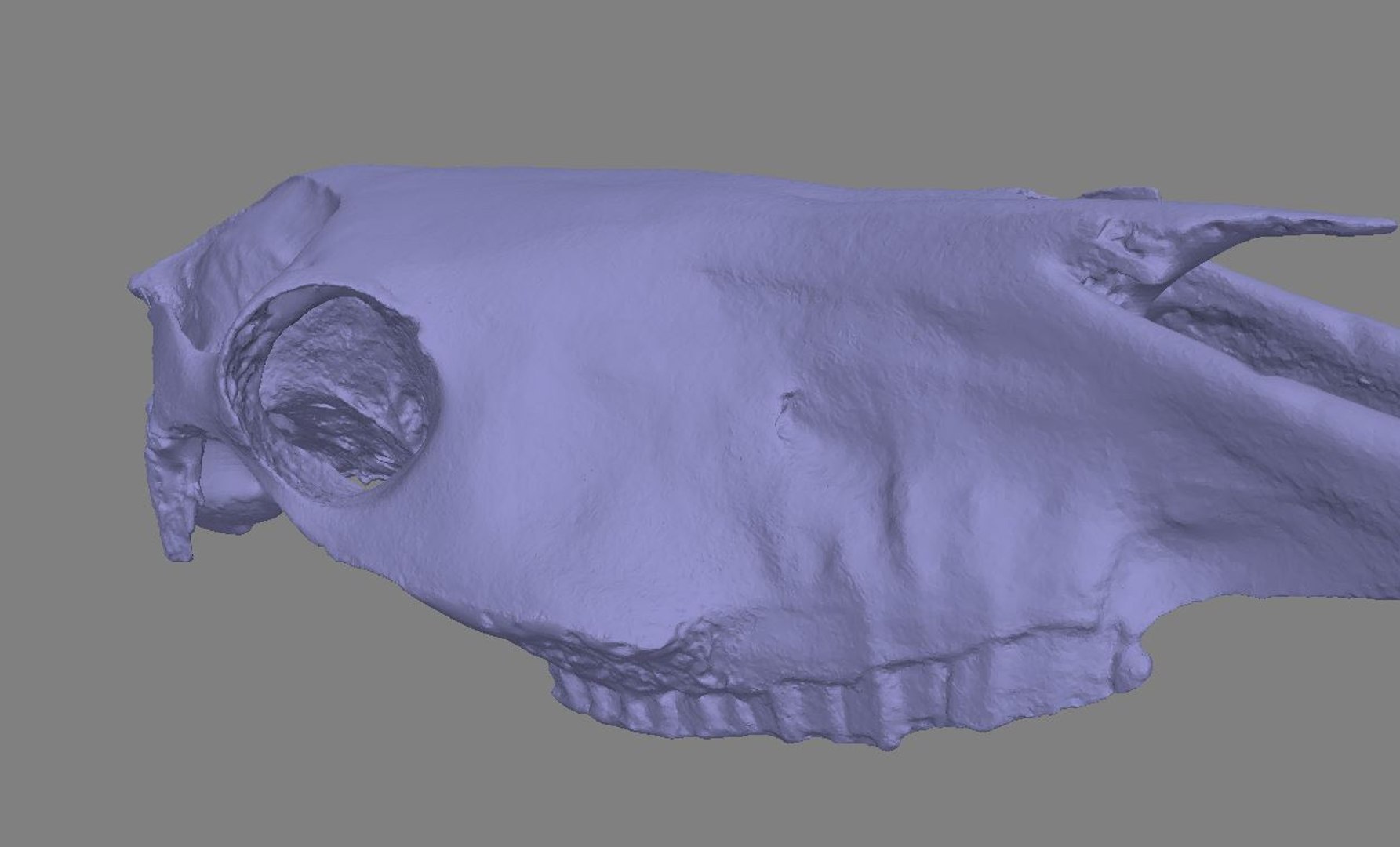 Cow skull scan data 3D model - TurboSquid 1214790