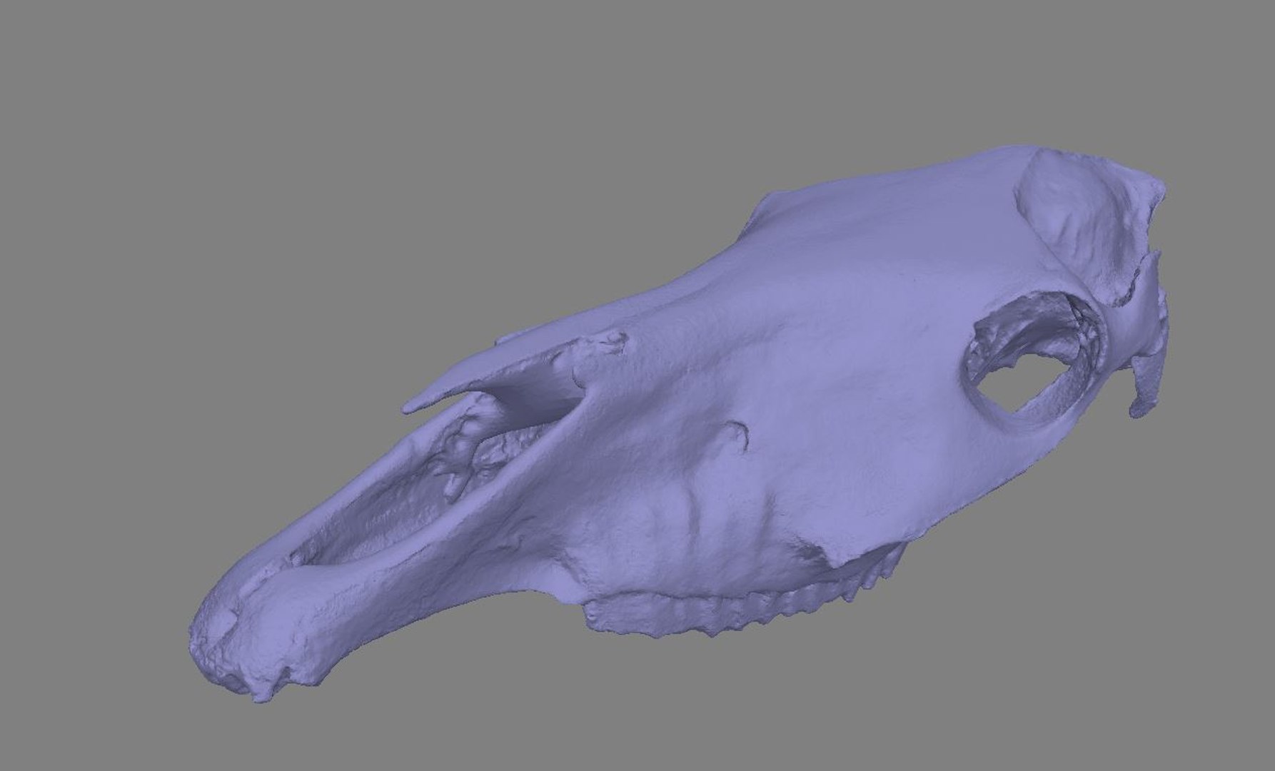 Cow skull scan data 3D model - TurboSquid 1214790