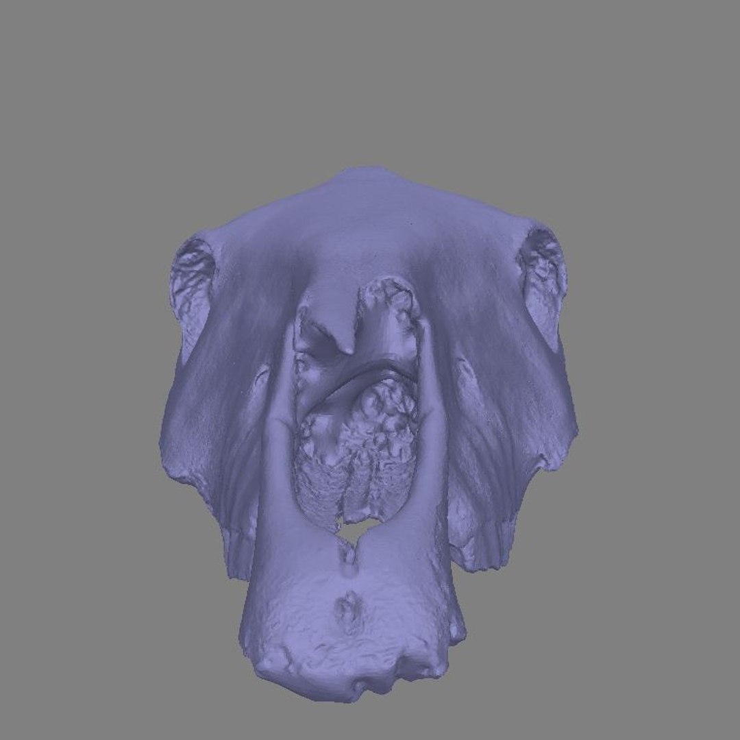 Cow skull scan data 3D model - TurboSquid 1214790