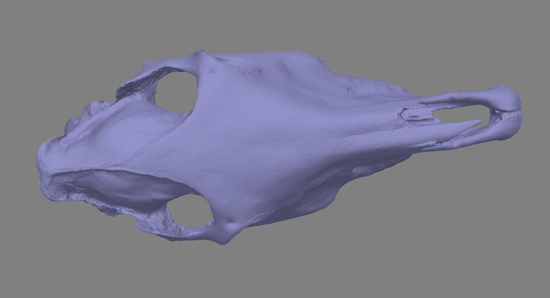 Cow skull scan data 3D model - TurboSquid 1214790