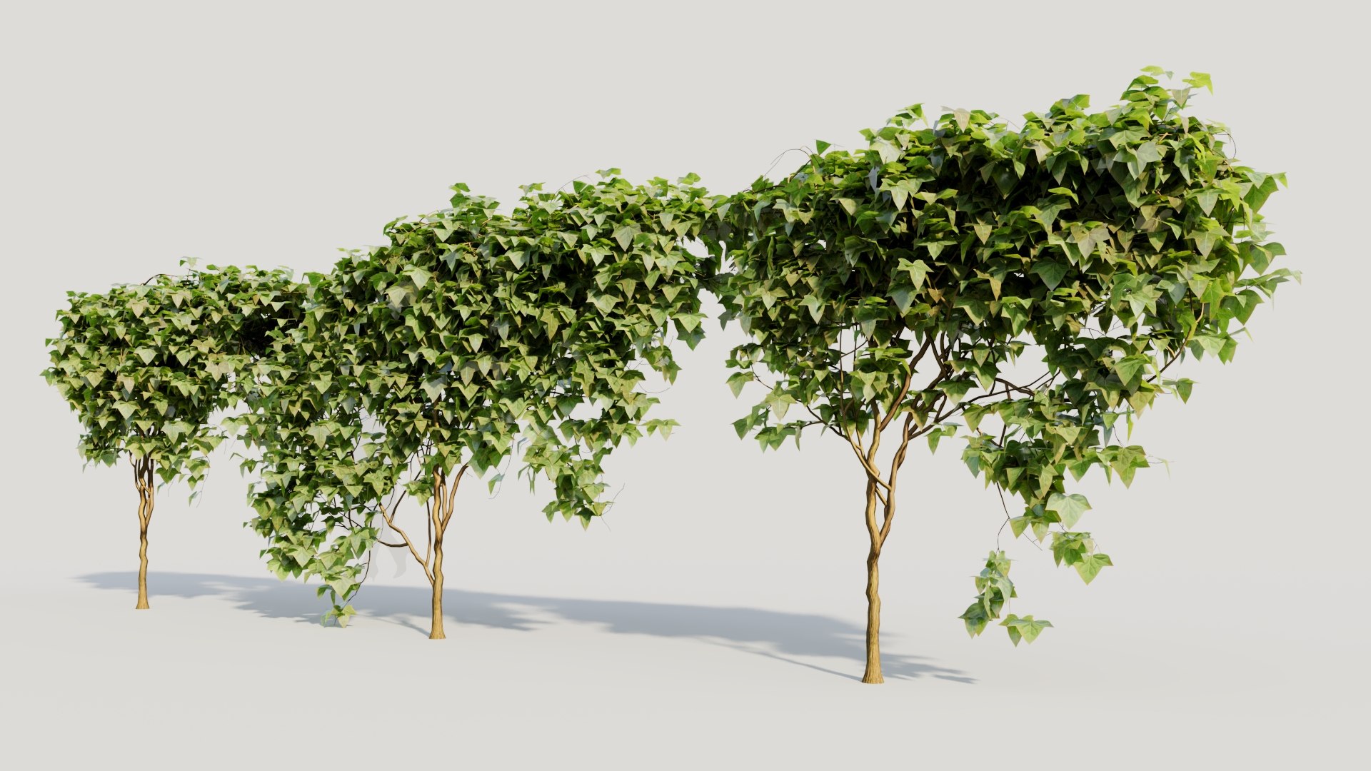3D Hedera helix c - TurboSquid 2158116
