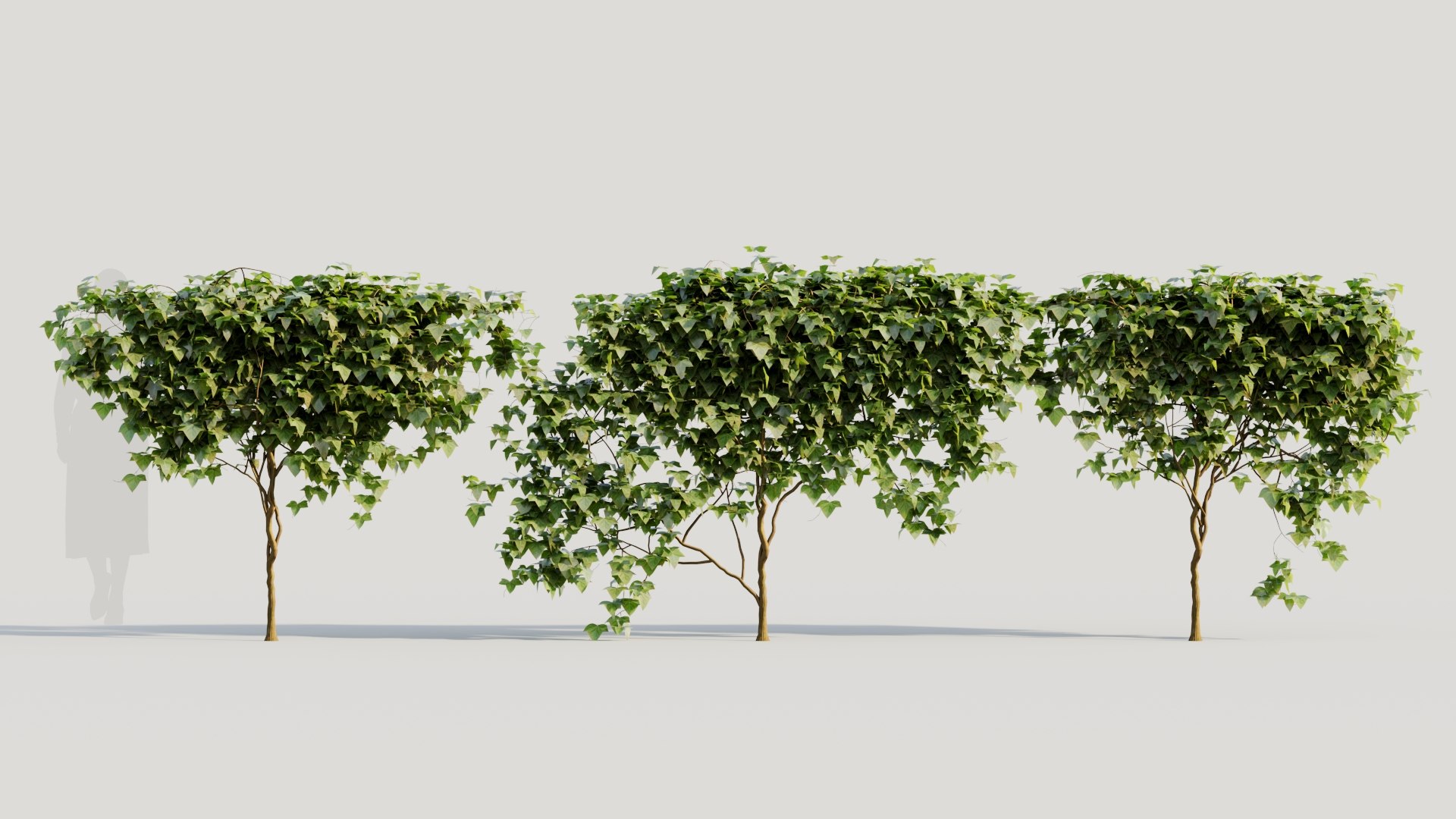 3D Hedera Helix C - TurboSquid 2158116