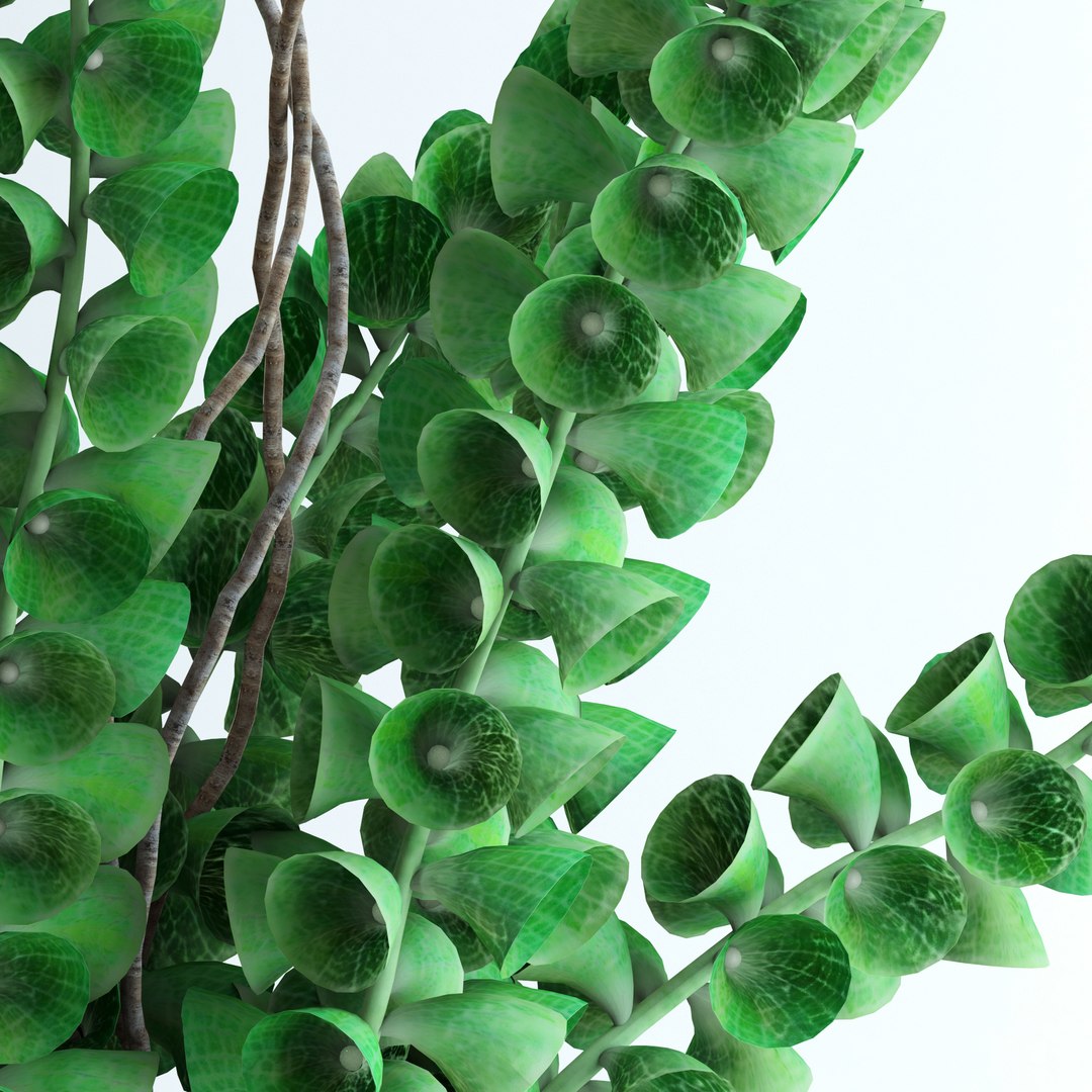 3d Model Of Vase Moluccella Flowers