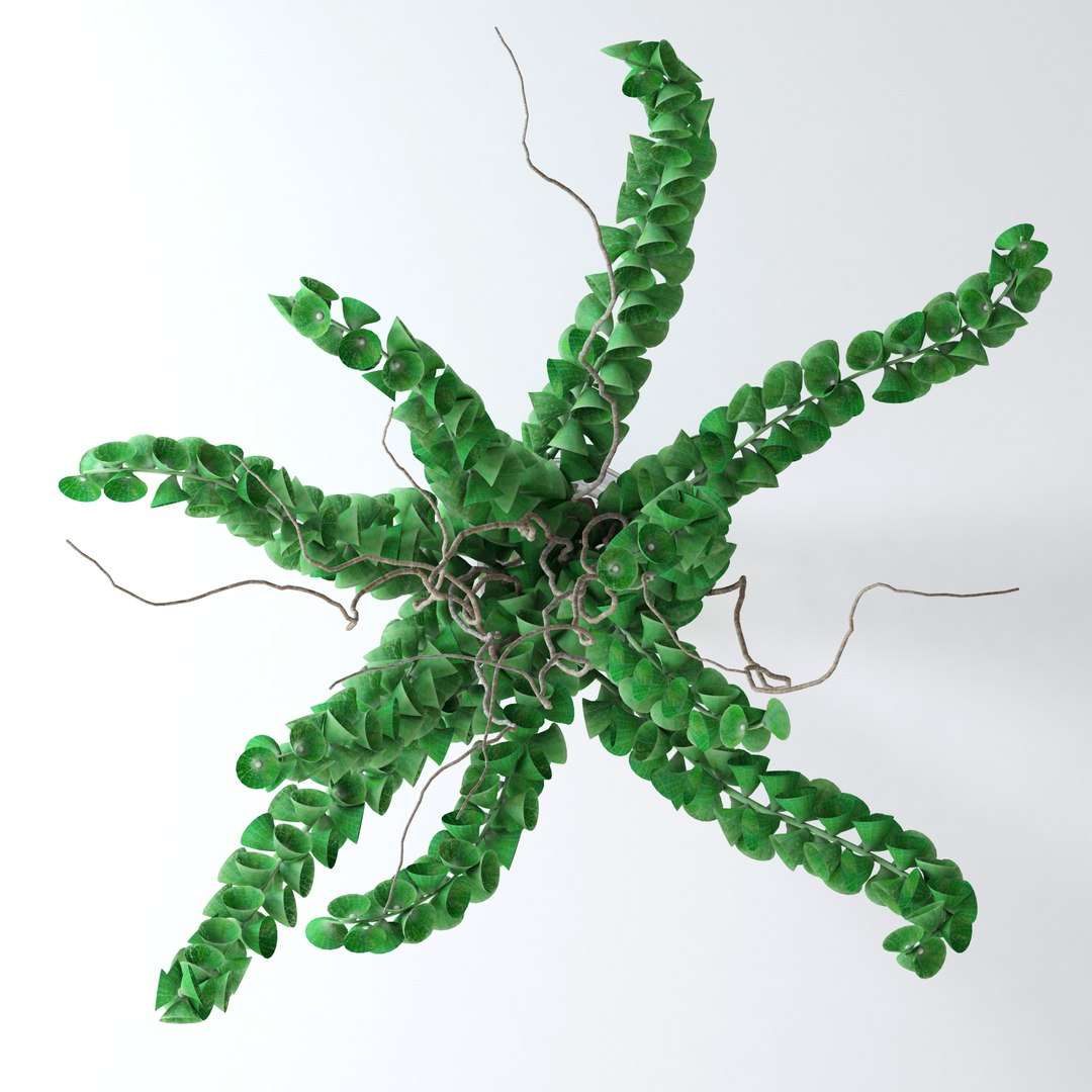 3d Model Of Vase Moluccella Flowers
