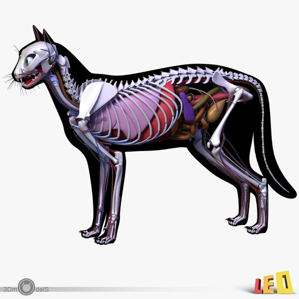 cat anatomy 3d 3ds