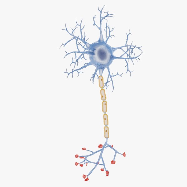 Nerve Cell 3D Models for Download | TurboSquid